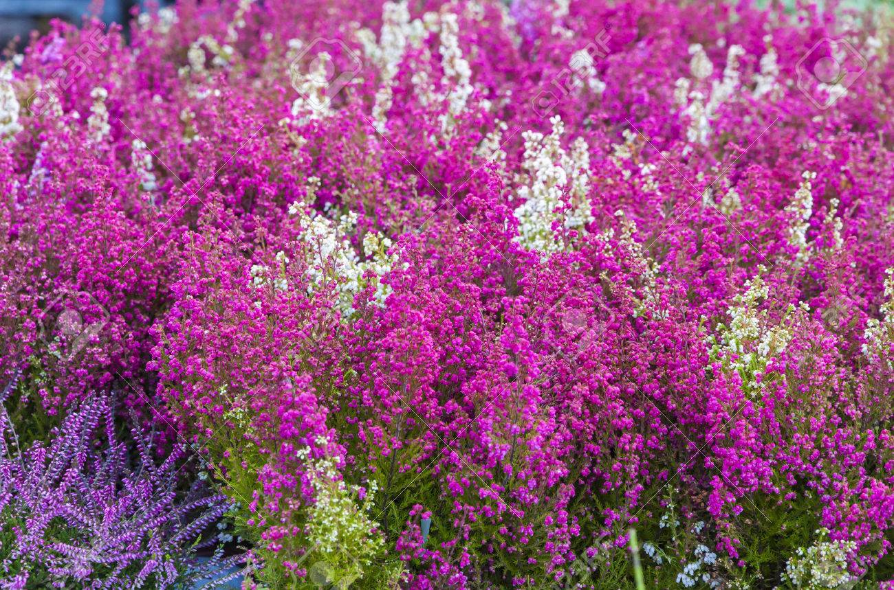 Calluna, an impressive autumn plant for your garden | My desired home