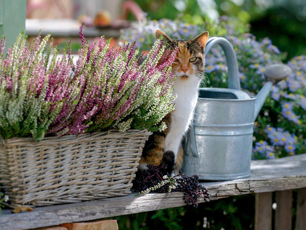 Calluna, an impressive autumn plant for your garden | My desired home
