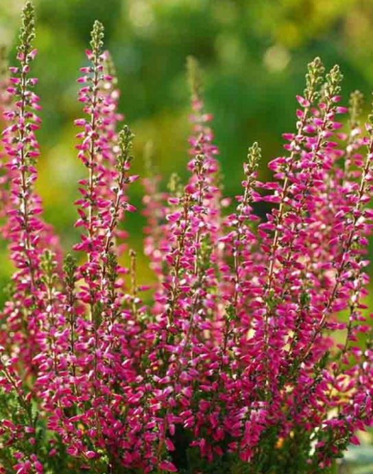 Calluna, an impressive autumn plant for your garden | My desired home
