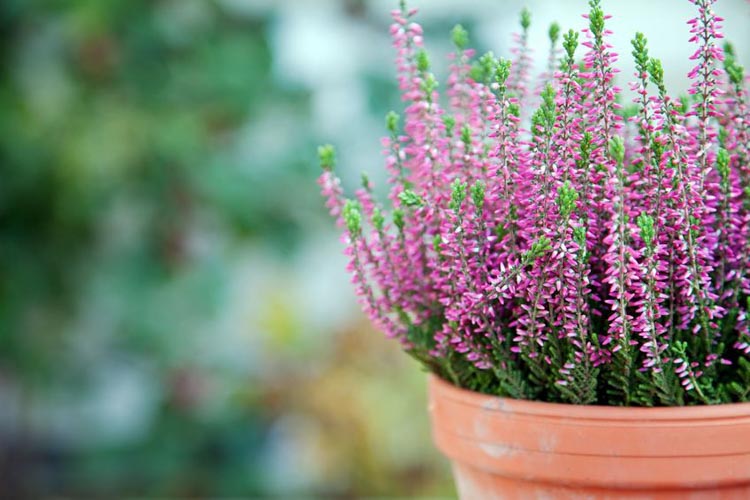 Calluna, an impressive autumn plant for your garden | My desired home