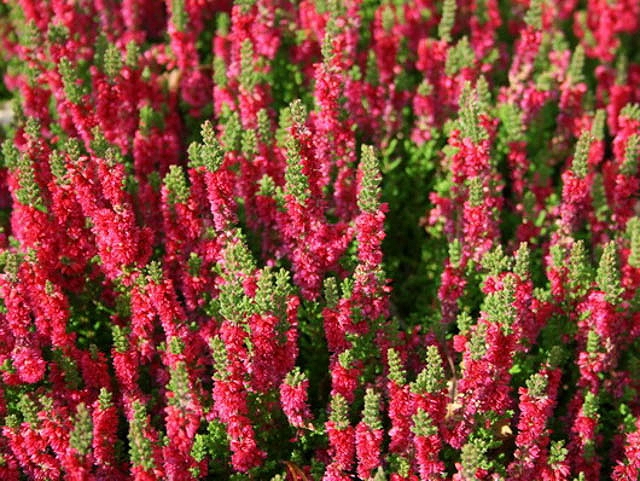 Calluna, an impressive autumn plant for your garden | My desired home