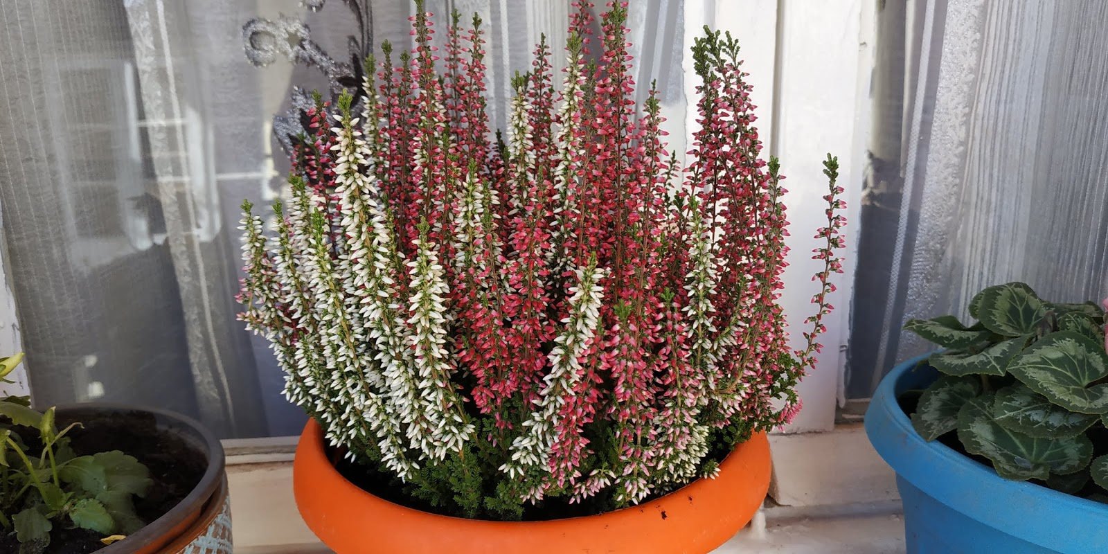 Calluna, an impressive autumn plant for your garden | My desired home