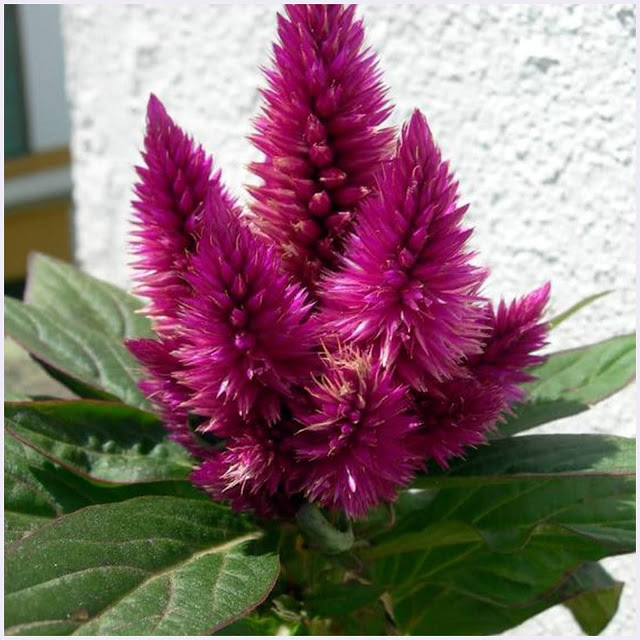 Celozia, a tropical flower in many colors for your yard or garden | My ...