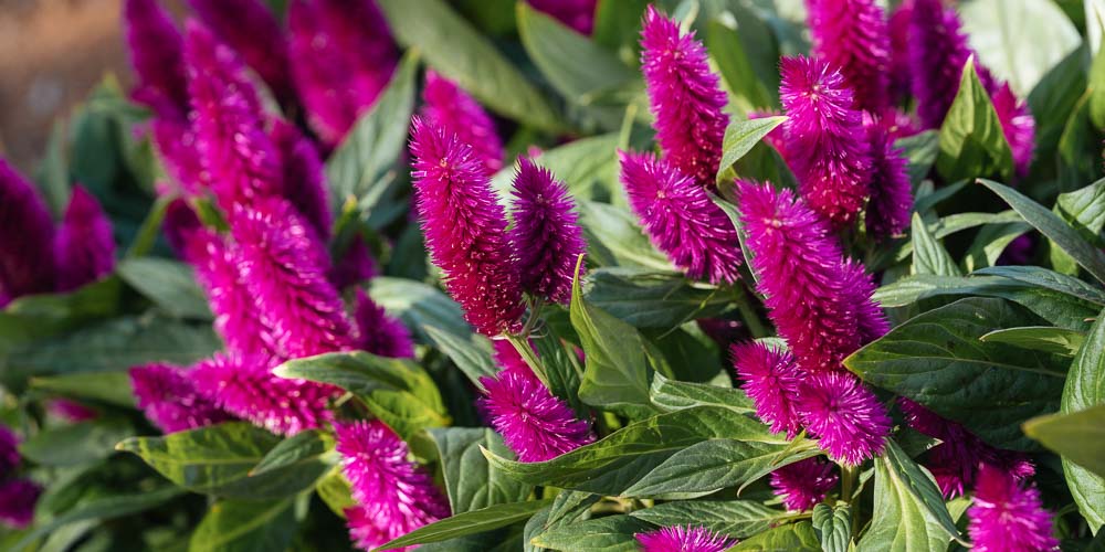 Celozia, a tropical flower in many colors for your yard or garden | My ...