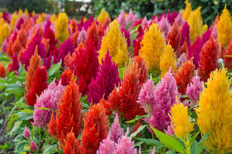 Celozia, a tropical flower in many colors for your yard or garden | My ...