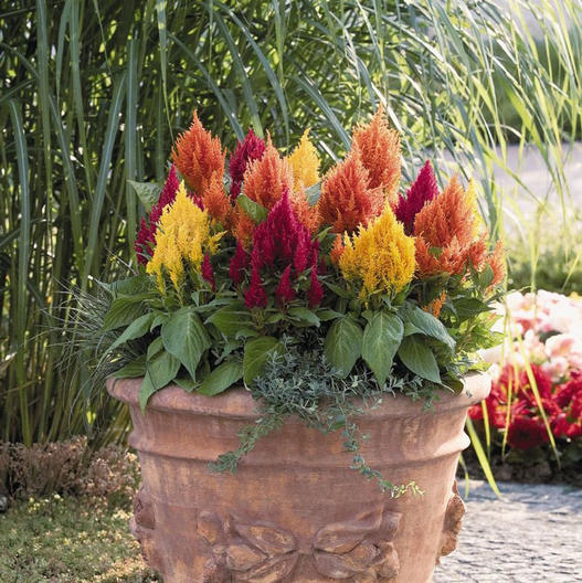Celozia, a tropical flower in many colors for your yard or garden | My ...