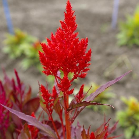 Celozia, a tropical flower in many colors for your yard or garden | My ...