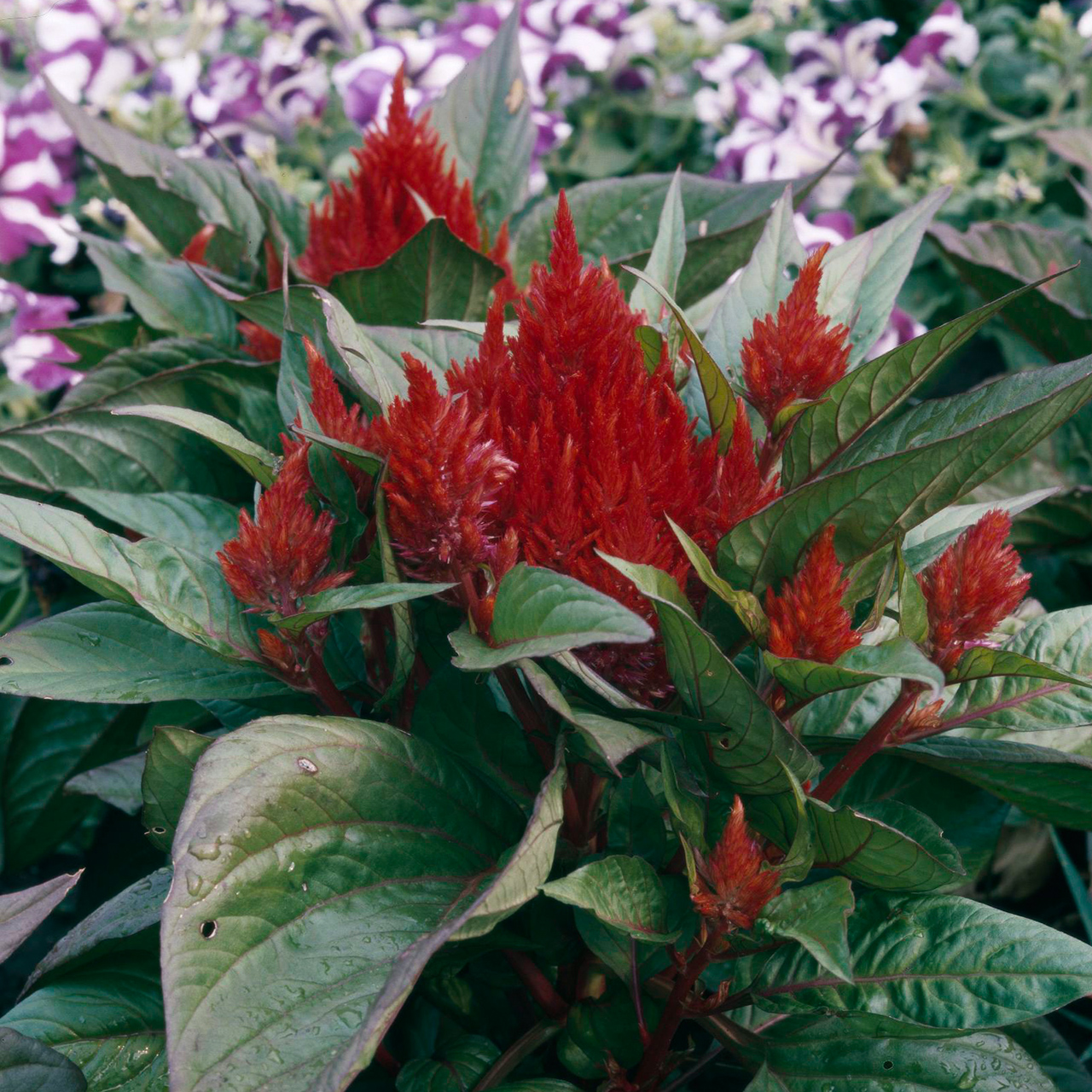 Celozia, a tropical flower in many colors for your yard or garden | My ...