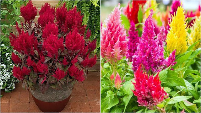 Celozia, a tropical flower in many colors for your yard or garden | My ...