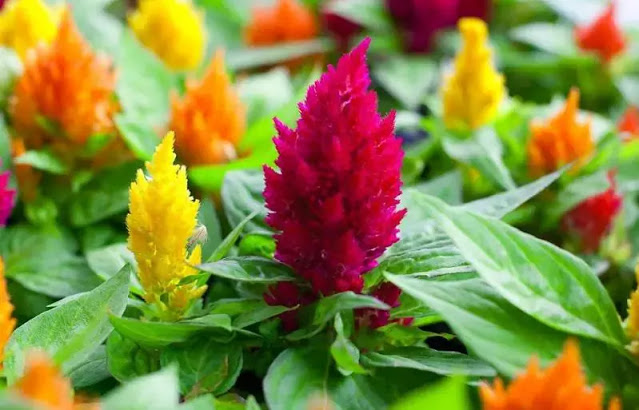 Celozia, a tropical flower in many colors for your yard or garden | My ...