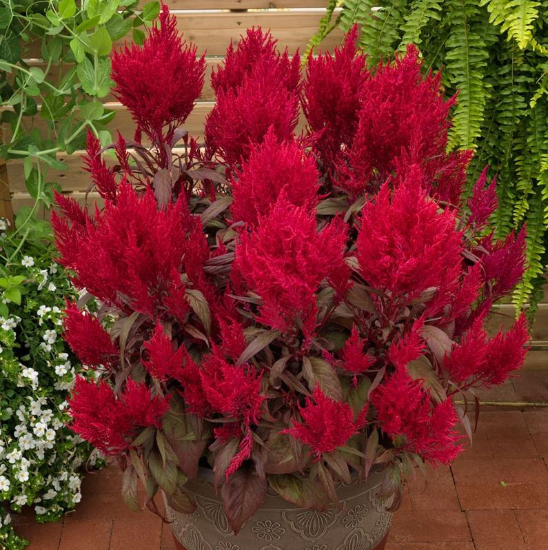 Celozia, a tropical flower in many colors for your yard or garden | My ...