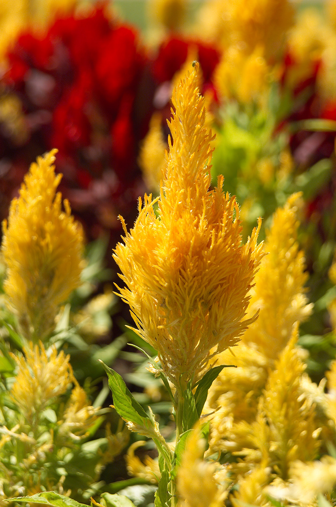 Celozia, a tropical flower in many colors for your yard or garden | My ...