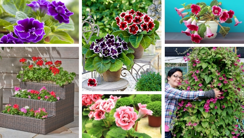 Gloxinia - a unique flower that blossoms in different colors and shapes ...