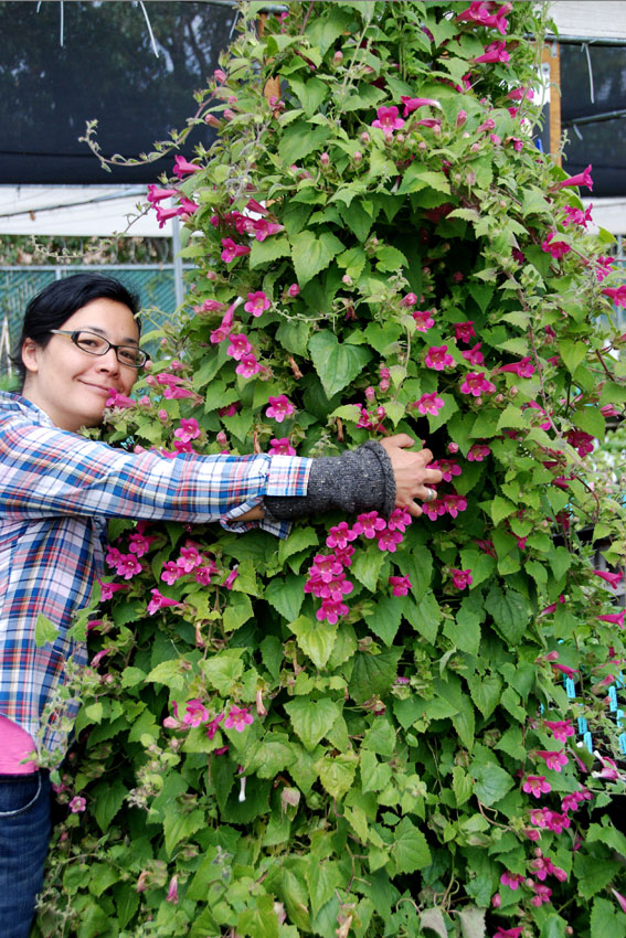 Gloxinia - a unique flower that blossoms in different colors and shapes ...