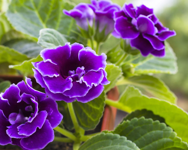 Gloxinia - a unique flower that blossoms in different colors and shapes ...