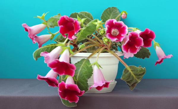 Gloxinia - a unique flower that blossoms in different colors and shapes ...