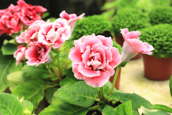 Gloxinia - a unique flower that blossoms in different colors and shapes ...