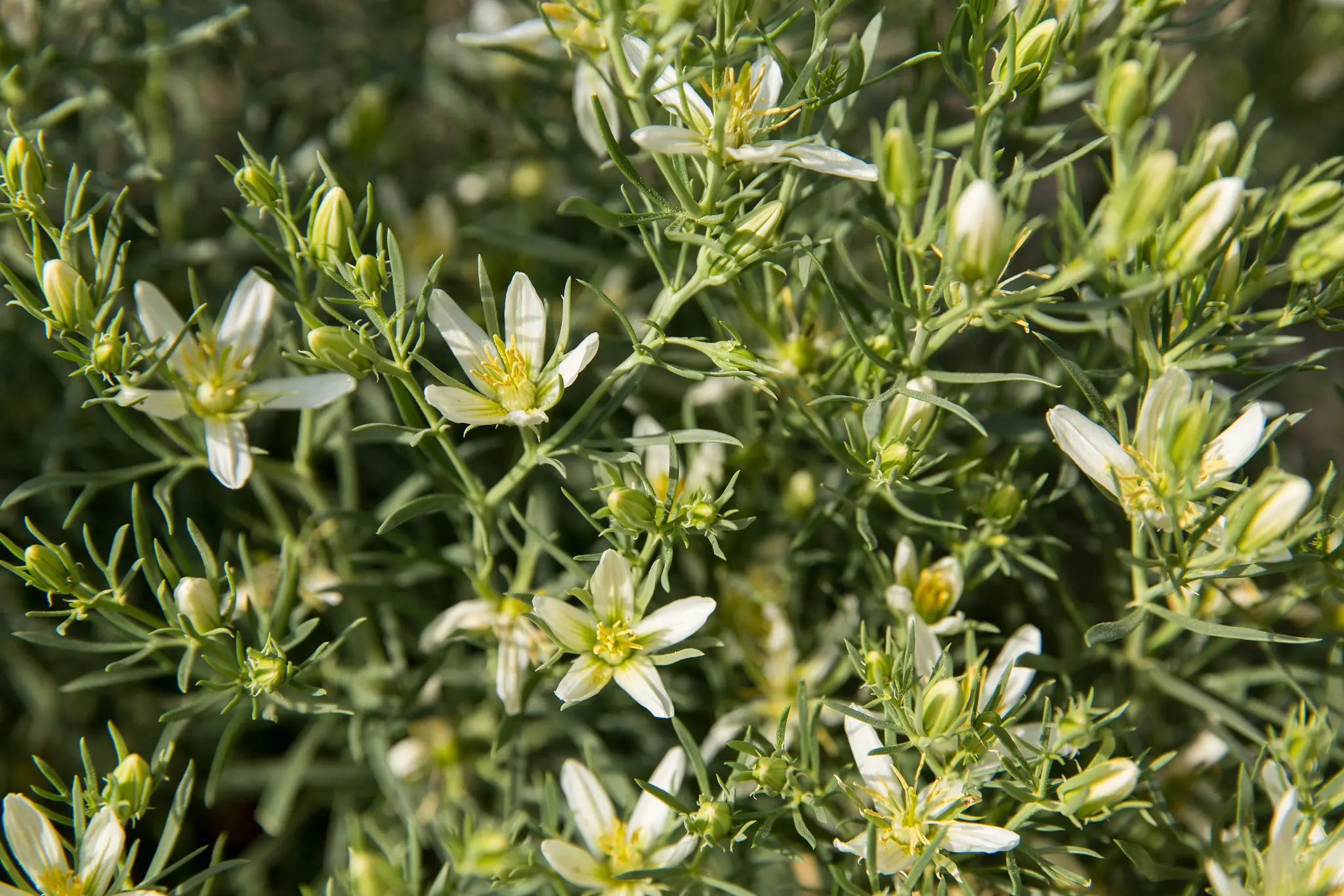 Most famous Sacred plants in the world in your pot or garden | My ...