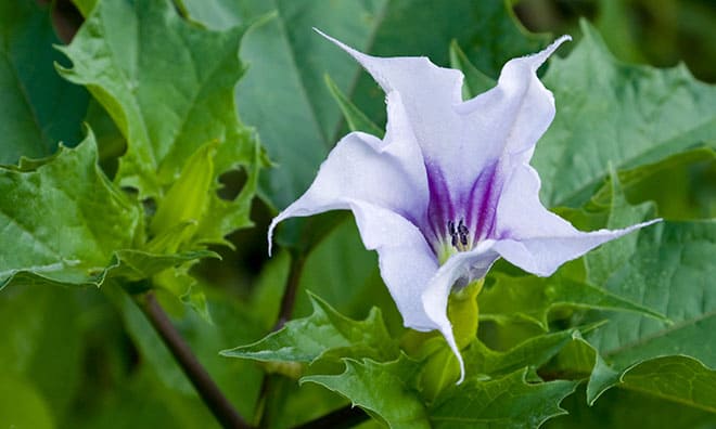 Most famous Sacred plants in the world in your pot or garden | My ...