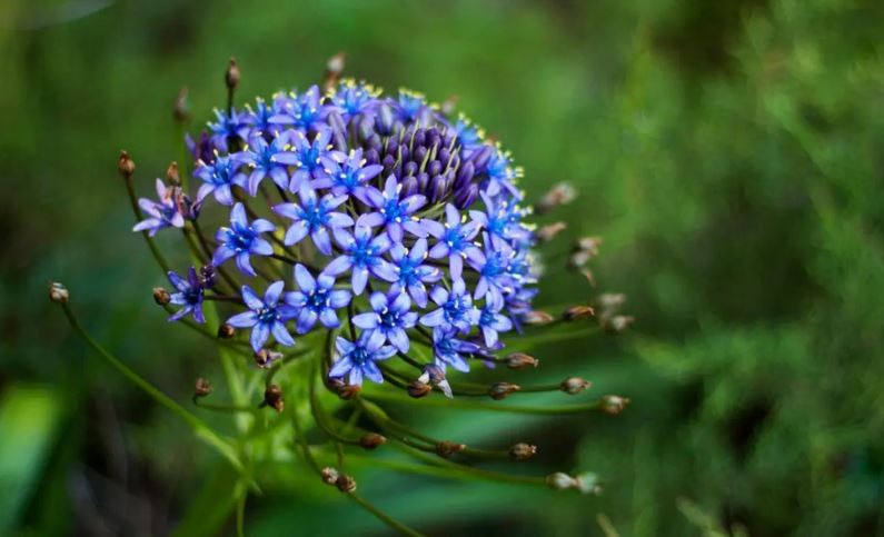 Scilla lilo-Hyacinthus: A plant with amazing flowers for your garden ...