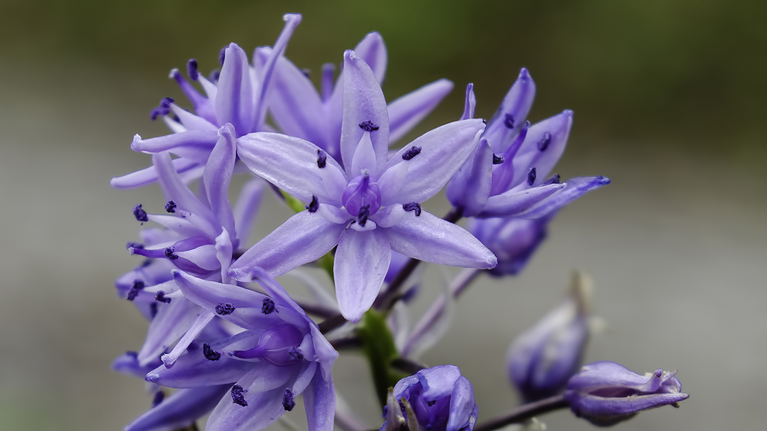 Scilla lilo-Hyacinthus: A plant with amazing flowers for your garden ...