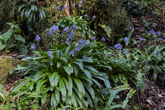 Scilla lilo-Hyacinthus: A plant with amazing flowers for your garden ...