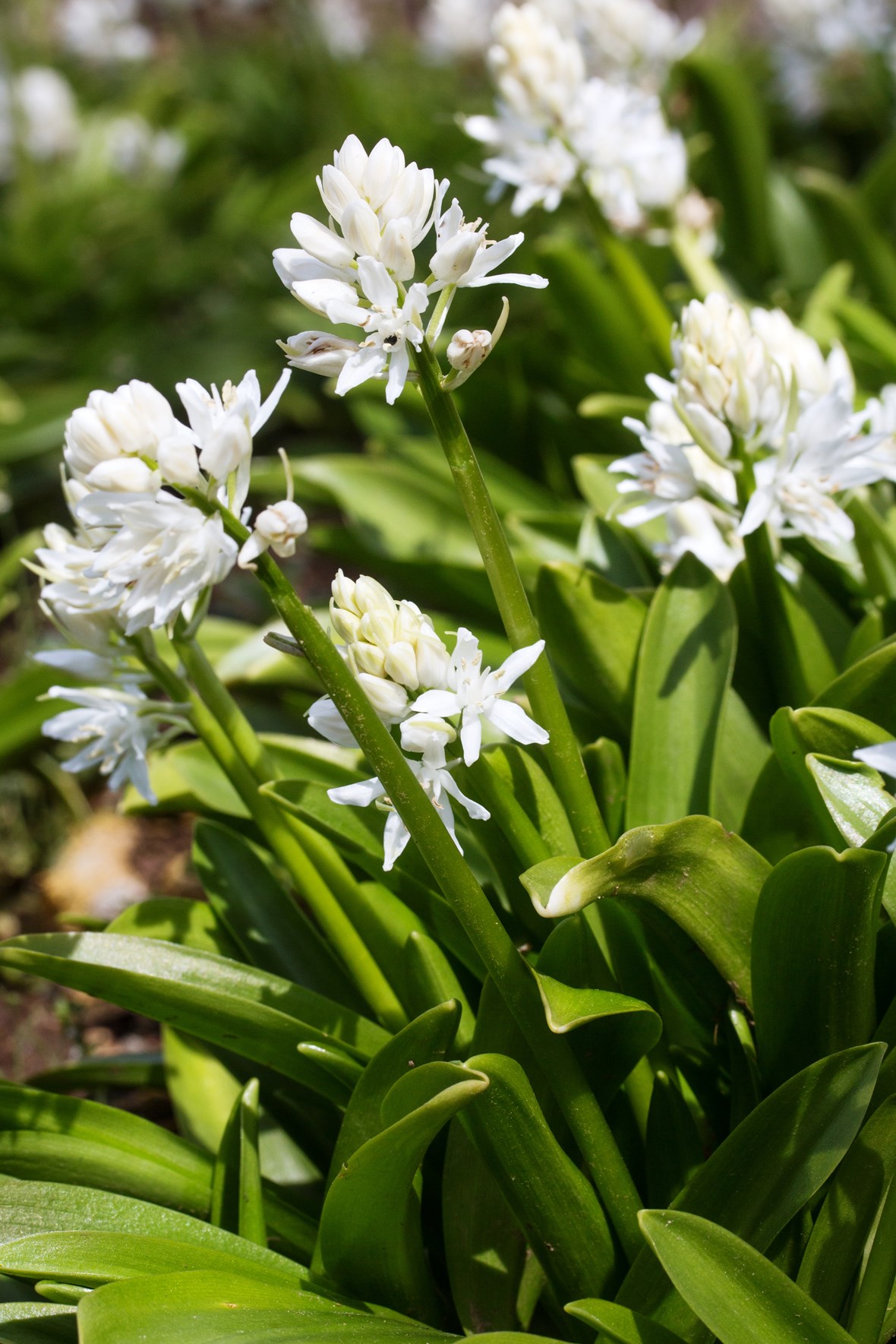 Scilla lilo-Hyacinthus: A plant with amazing flowers for your garden ...