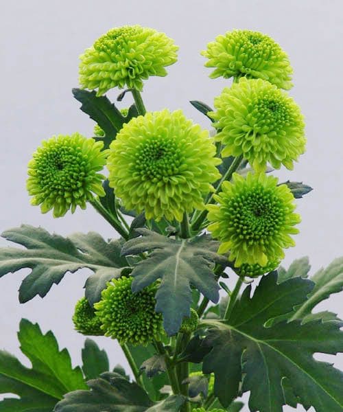 Most beautiful green flowers for a great yard or garden | My desired home
