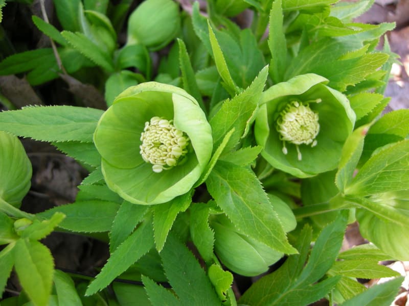 Most beautiful green flowers for a great yard or garden | My desired home