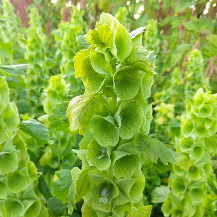 Most beautiful green flowers for a great yard or garden | My desired home