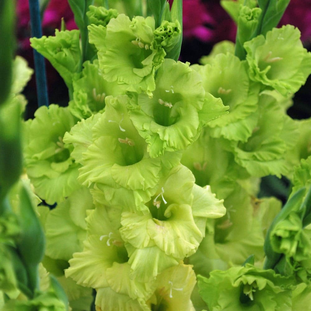 Most beautiful green flowers for a great yard or garden | My desired home