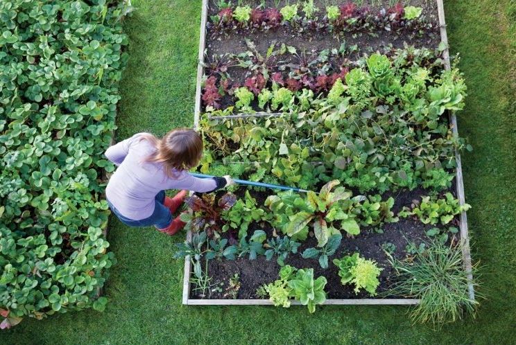 Creating a vegetable garden - helpful tips for beginners | My desired home