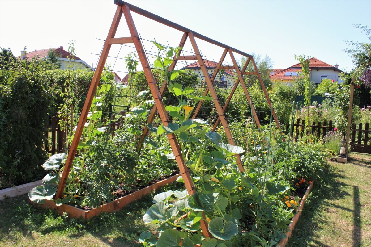 Creating a vegetable garden - helpful tips for beginners | My desired home