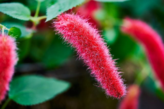 Acalypha - An amazing curly and creeping plant for your pot and garden ...
