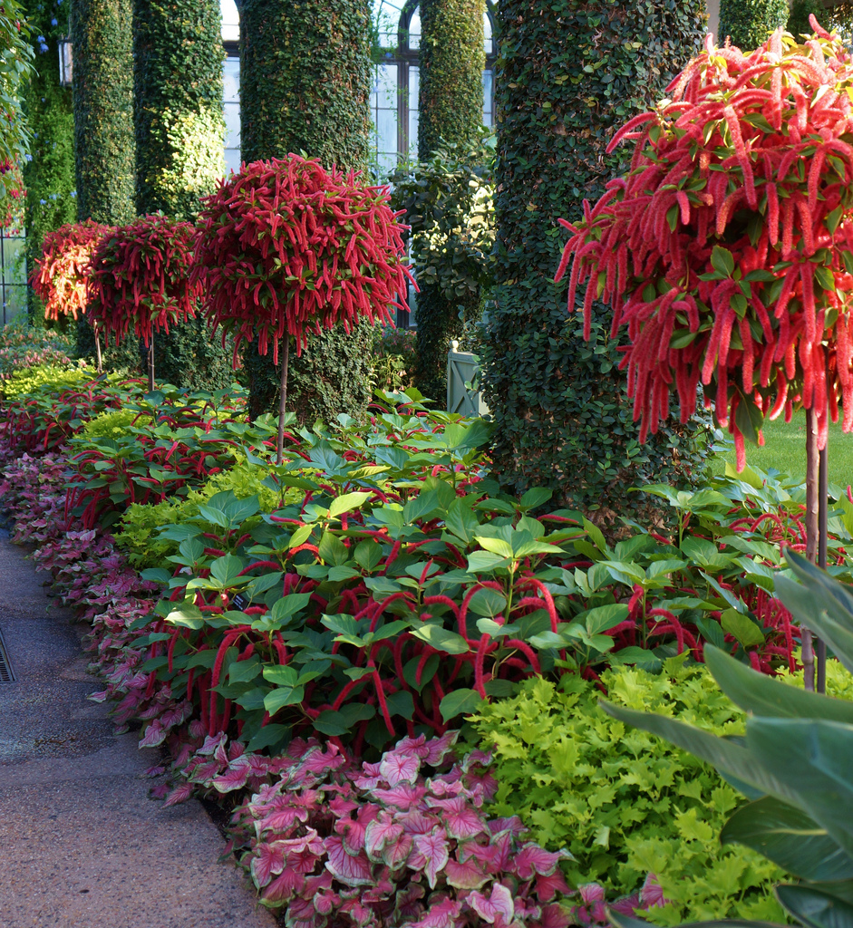 Acalypha - An amazing curly and creeping plant for your pot and garden ...