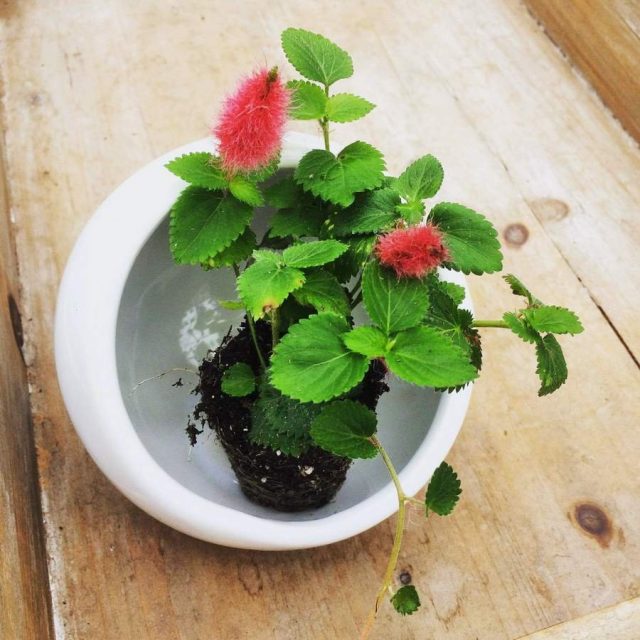 Acalypha - An amazing curly and creeping plant for your pot and garden ...