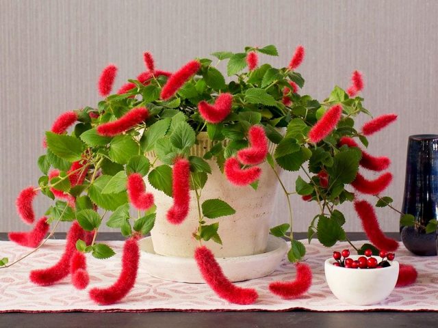 Acalypha - An amazing curly and creeping plant for your pot and garden ...
