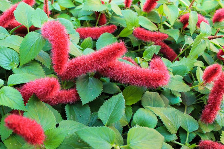 Acalypha - An amazing curly and creeping plant for your pot and garden ...