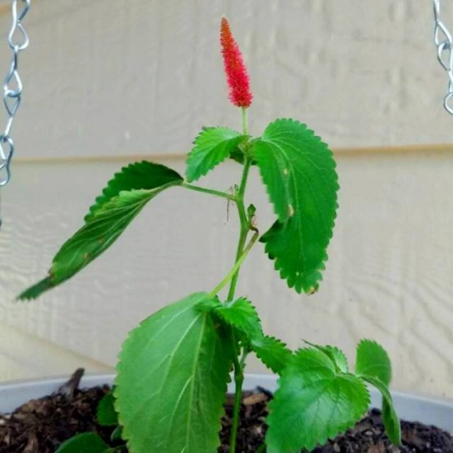 Acalypha - An amazing curly and creeping plant for your pot and garden ...