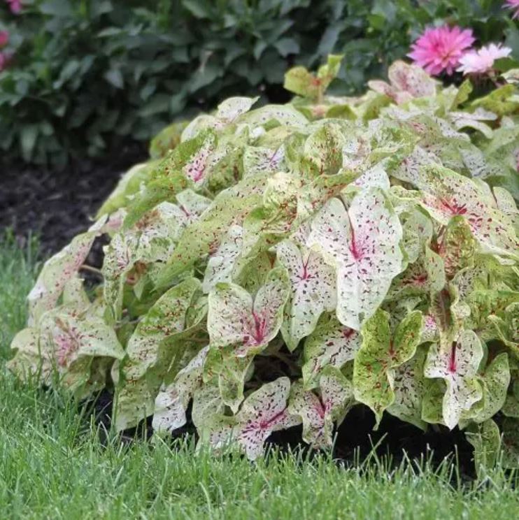Caladium - an amazing plant for exotic atmosphere in your house and ...