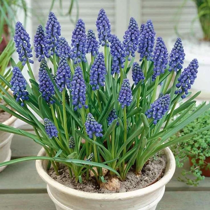 Muscari, an amazing plant for colorful flower beds | My desired home