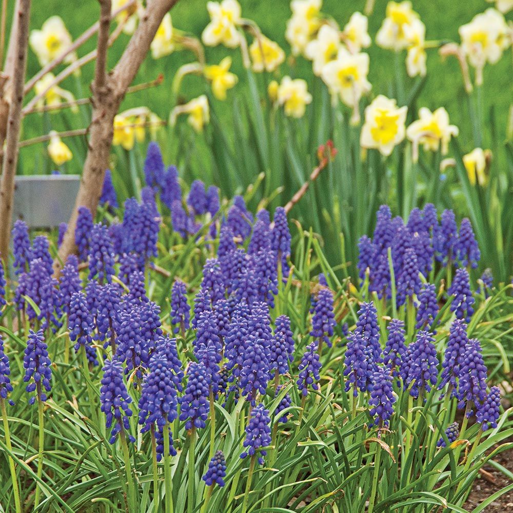 Muscari, an amazing plant for colorful flower beds | My desired home