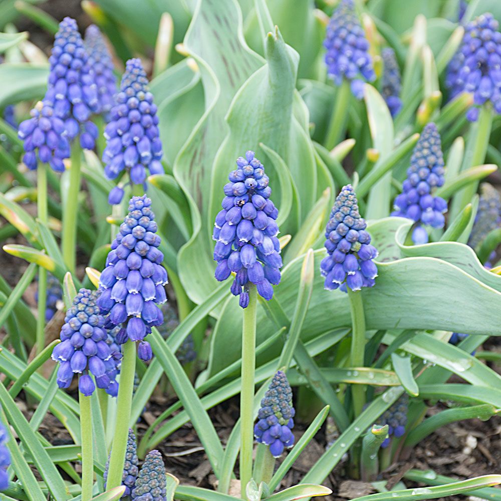 Muscari, an amazing plant for colorful flower beds | My desired home