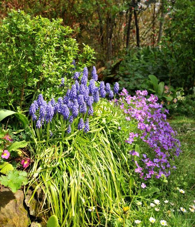 Muscari, an amazing plant for colorful flower beds | My desired home