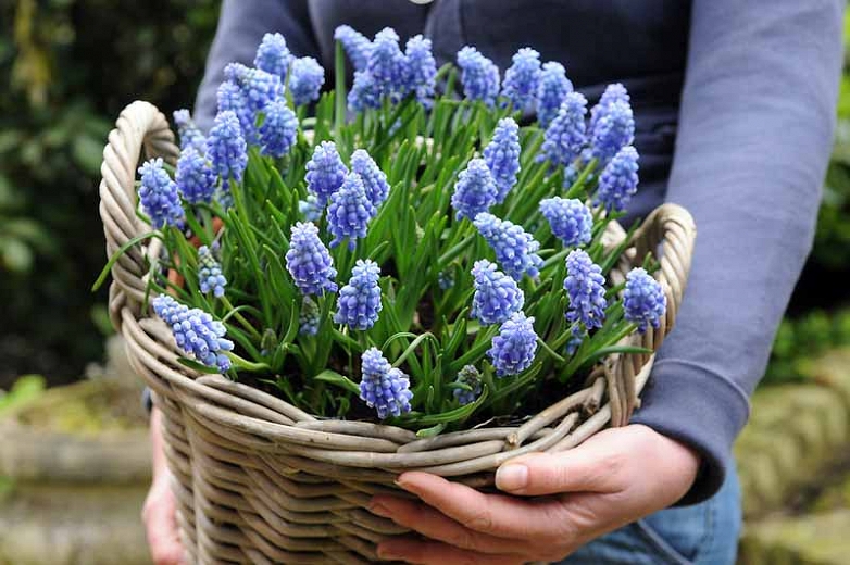 Muscari, an amazing plant for colorful flower beds | My desired home