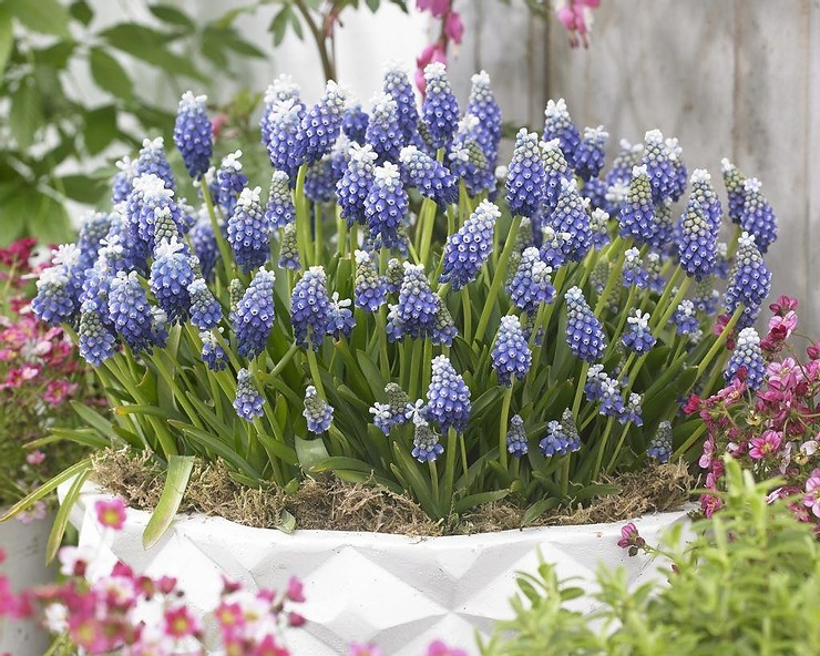 Muscari, an amazing plant for colorful flower beds | My desired home