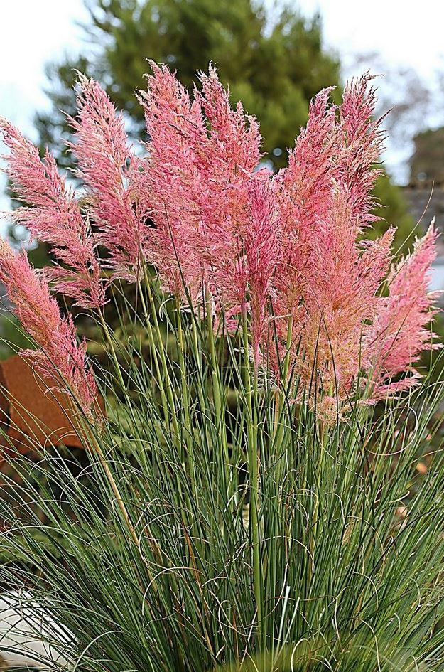 Pampas grass: wonderful decoration ideas with the trend plant for your ...