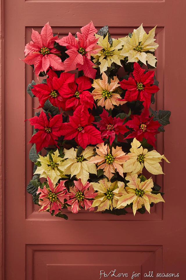 Poinsettia the star of Christmas - A Christmas magic plant to your home ...