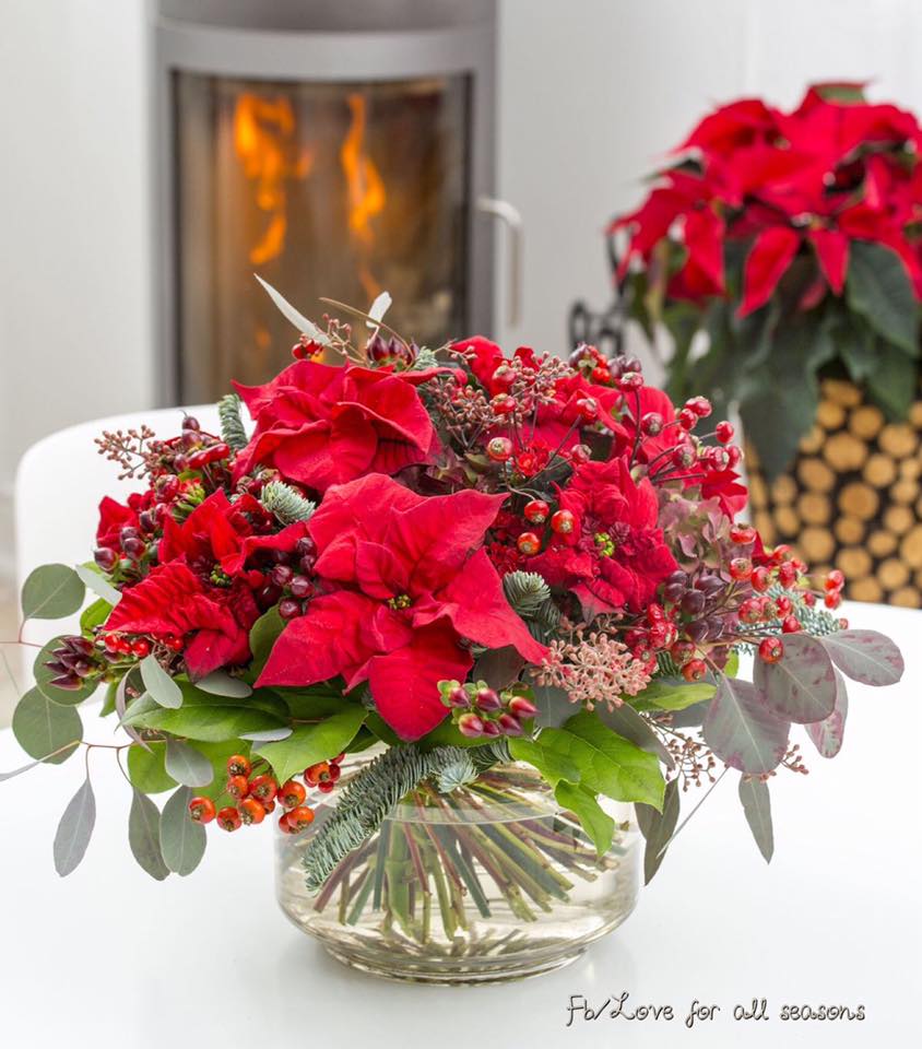 Poinsettia the star of Christmas - A Christmas magic plant to your home ...