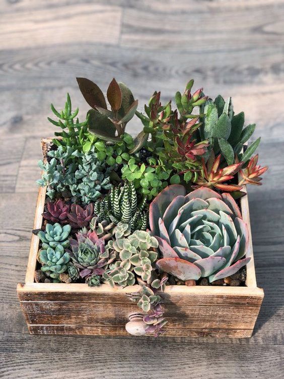 45 Amazing ideas for home mini succulent flower beds | My desired home
